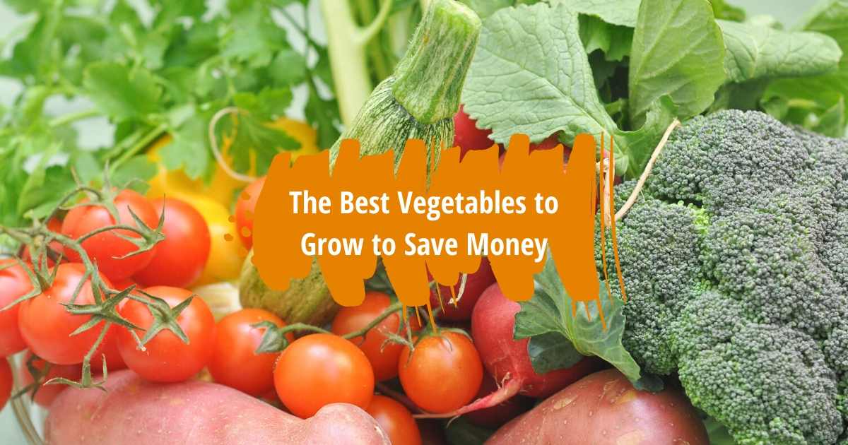 The BEST Vegetables to Grow to Save Money