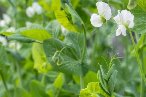 How to Grow Peas in Pots [Homegrow Peas in Containers]