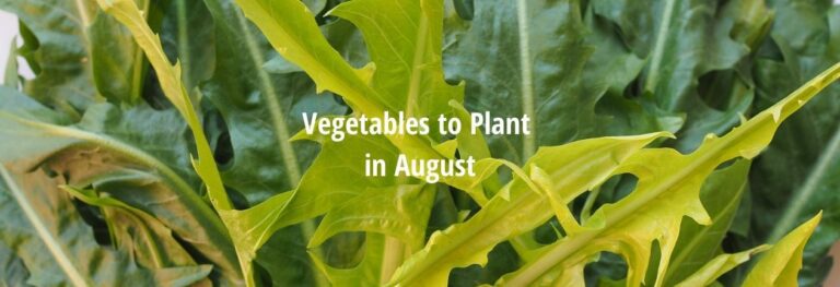 What Vegetables to Plant in August [Succession Sowing & Planting]