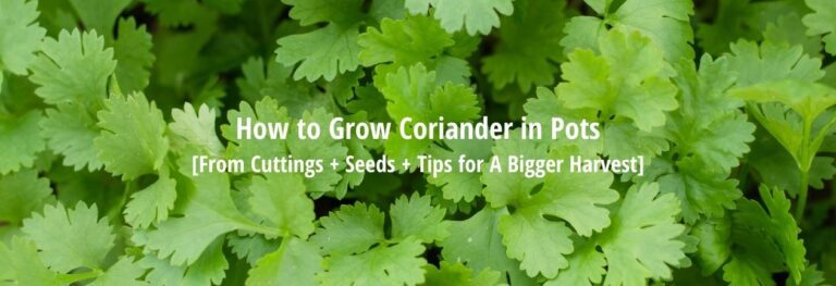How to Grow Coriander in Pots & Containers
