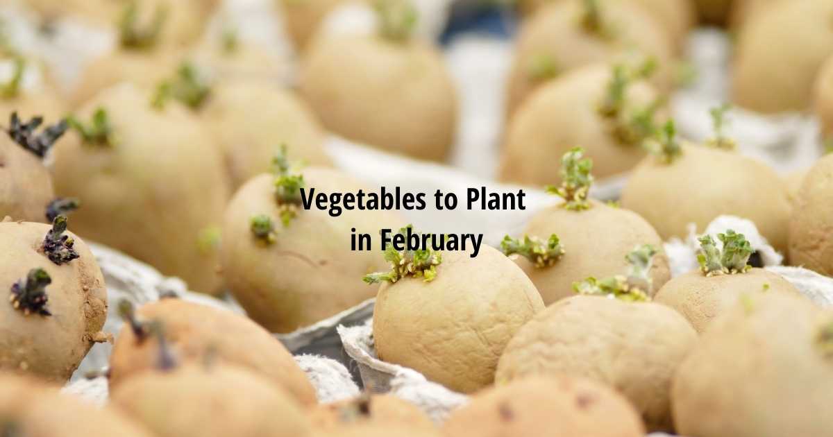 What Vegetables to Plant in February [What to Sow Inside, Outside]