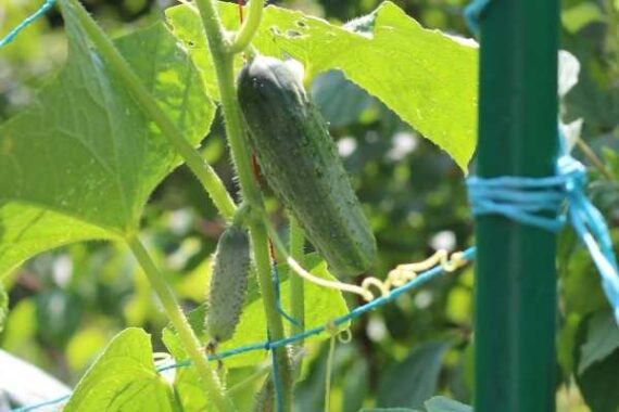How to Grow Cucumbers [Outdoors & in Greenhouses] - Lets Grow Cook